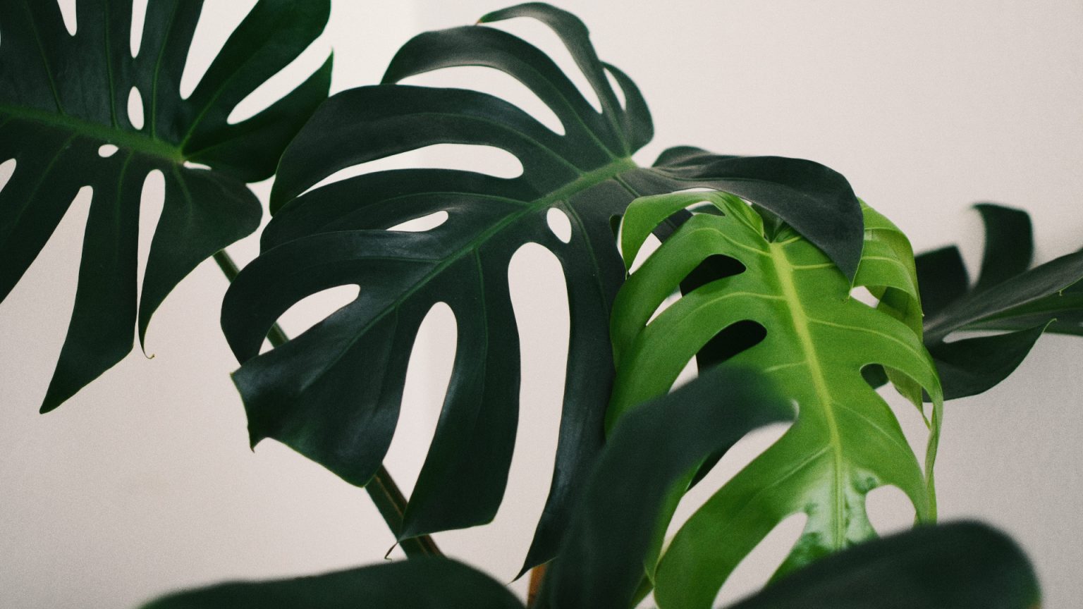 Best Indirect Sunlight Plants: A Comprehensive Guide - Heavenly Houseplants