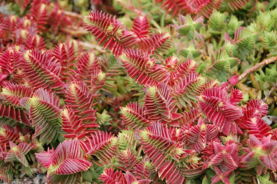Crassula capitella Campfire Plant: Easy Red Pagoda Care Guide ...