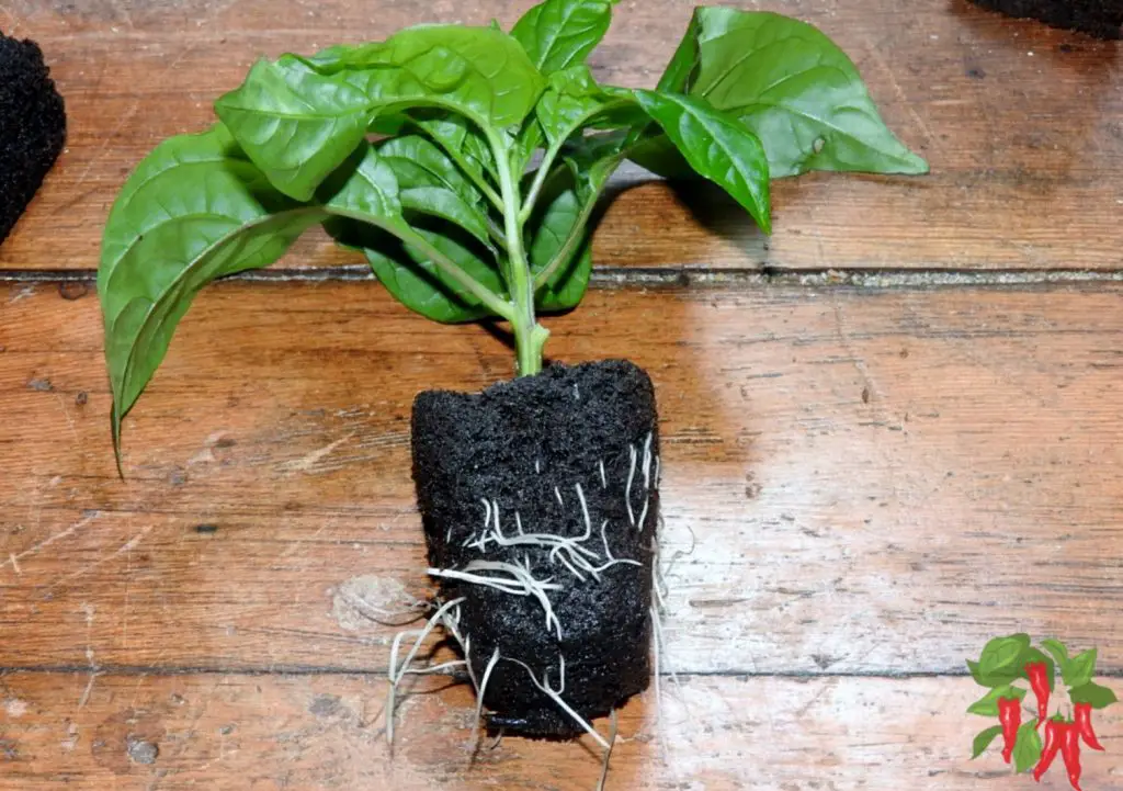 How to Propagate Indoor Plants for Beginners: Easy Tips - Heavenly ...