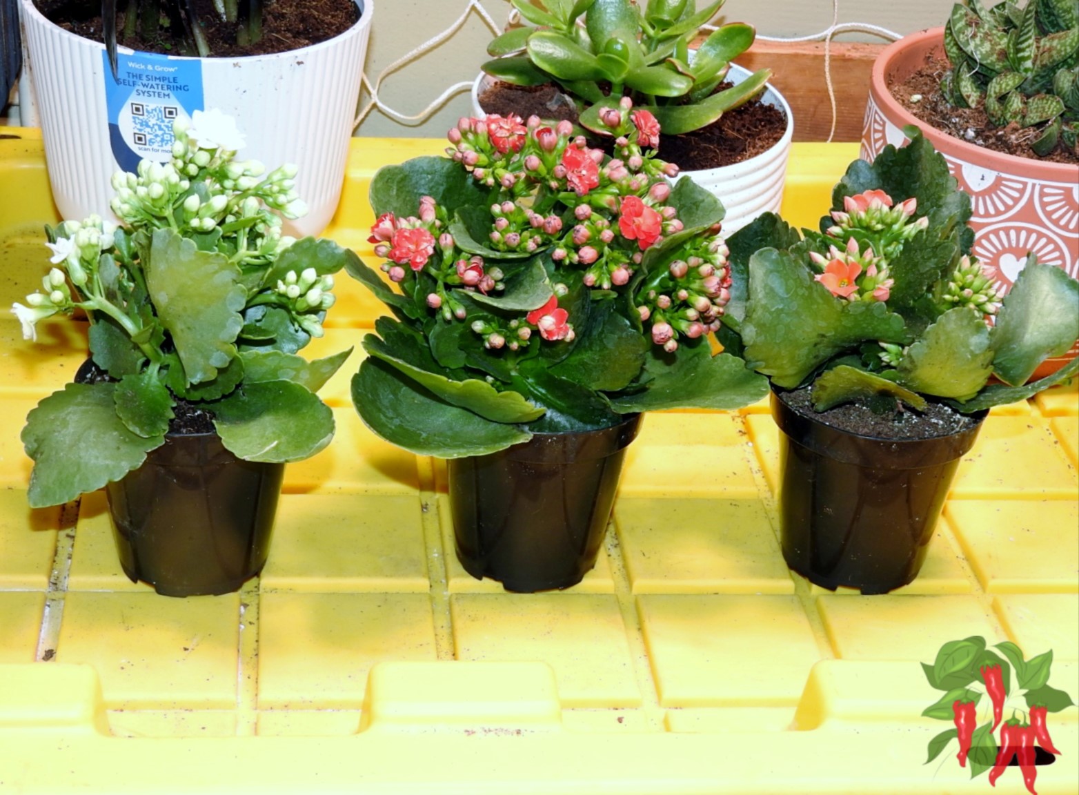 Kalanchoe Care Indoors: Kalanchoe blossfeldiana Full Guide - Heavenly Houseplants