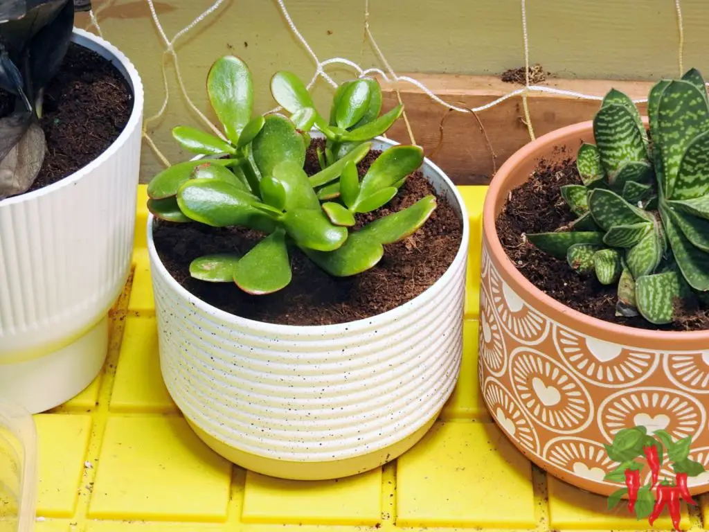 Jade Plant Feng Shui Care: Complete Crassula ovata Guide - Heavenly Houseplants