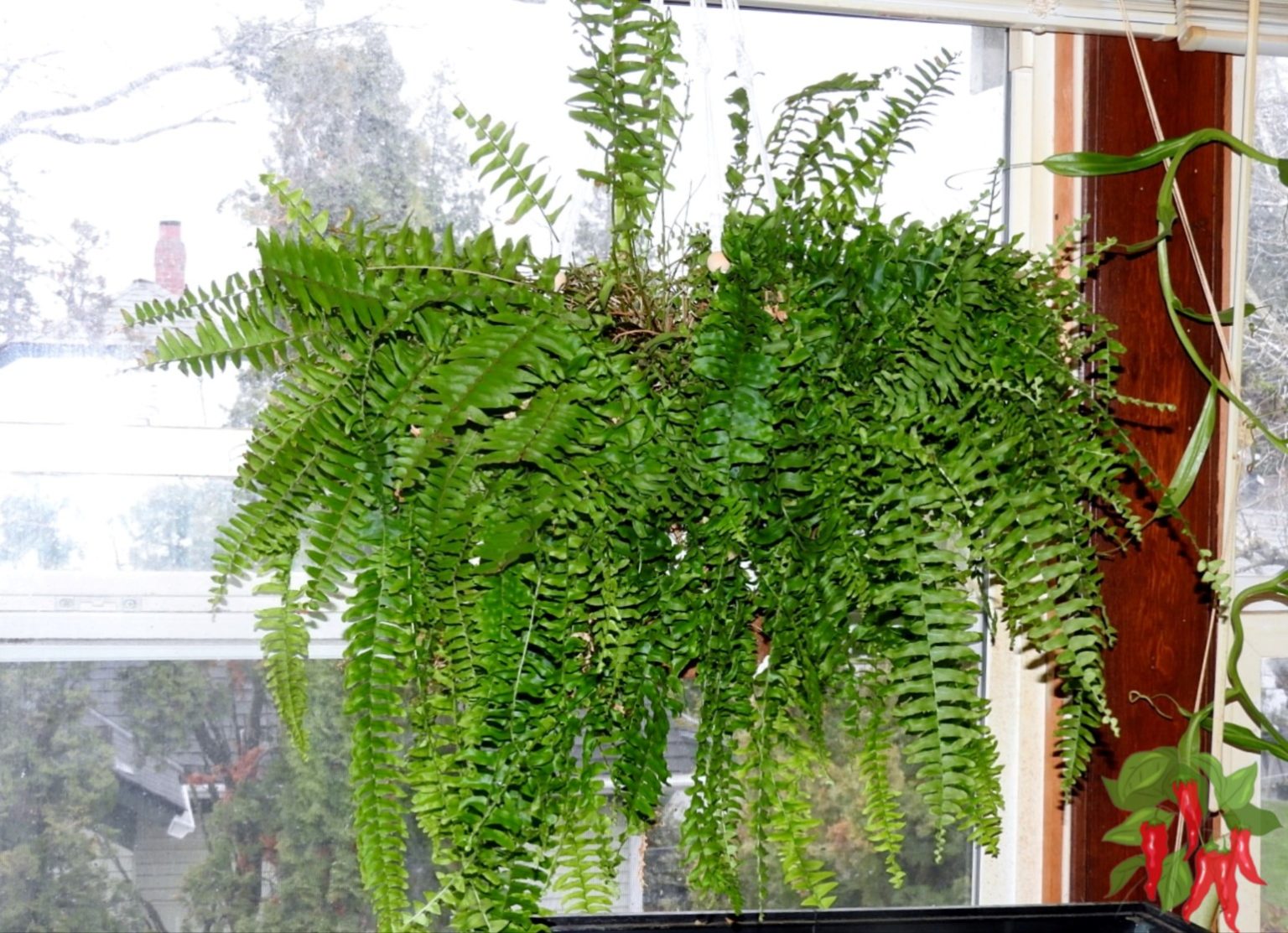 Top Indoor Fern Varieties: 20 Best Ferns to Grow at Home - Heavenly ...
