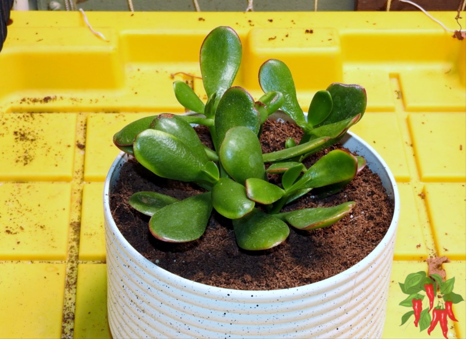 How To Grow Jade Plants: Complete Crassula ovata Care Guide - Heavenly ...