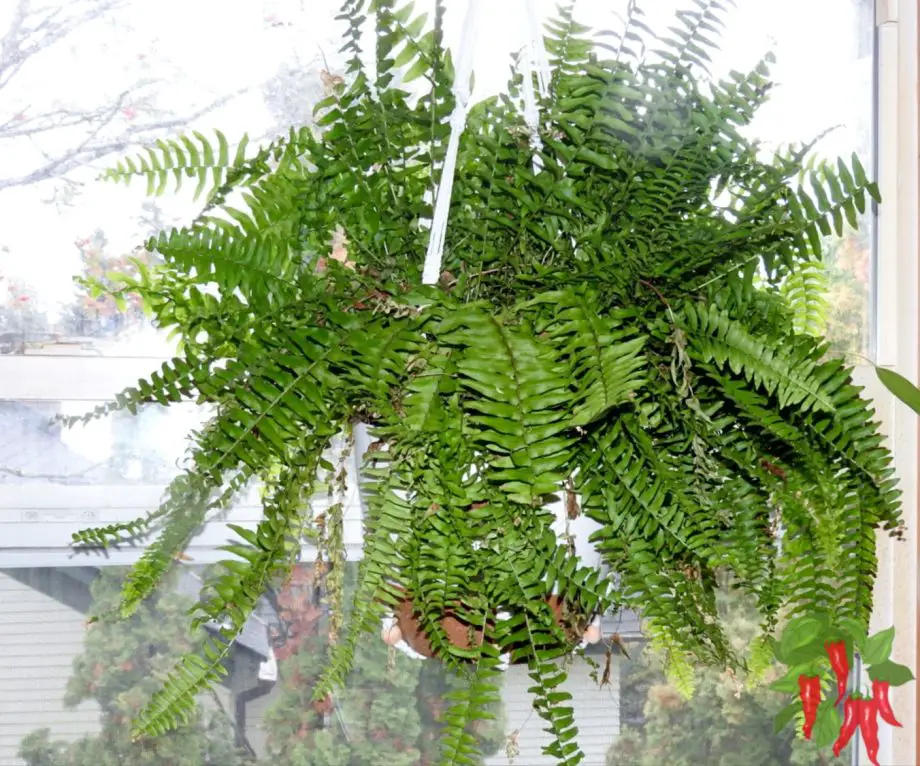 Indoor Fern Care Made Easy: Learn How to Take Care of Ferns - Heavenly ...